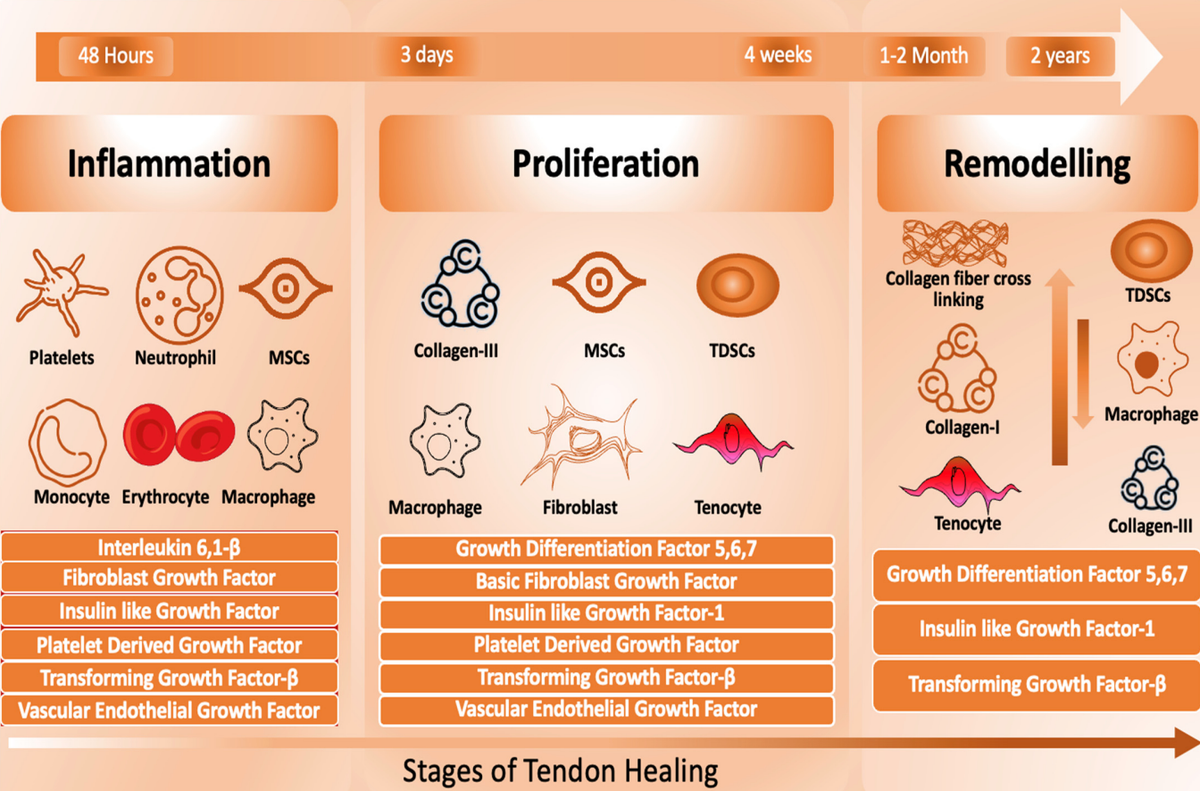 Tendon Healing Stages and Training Considerations