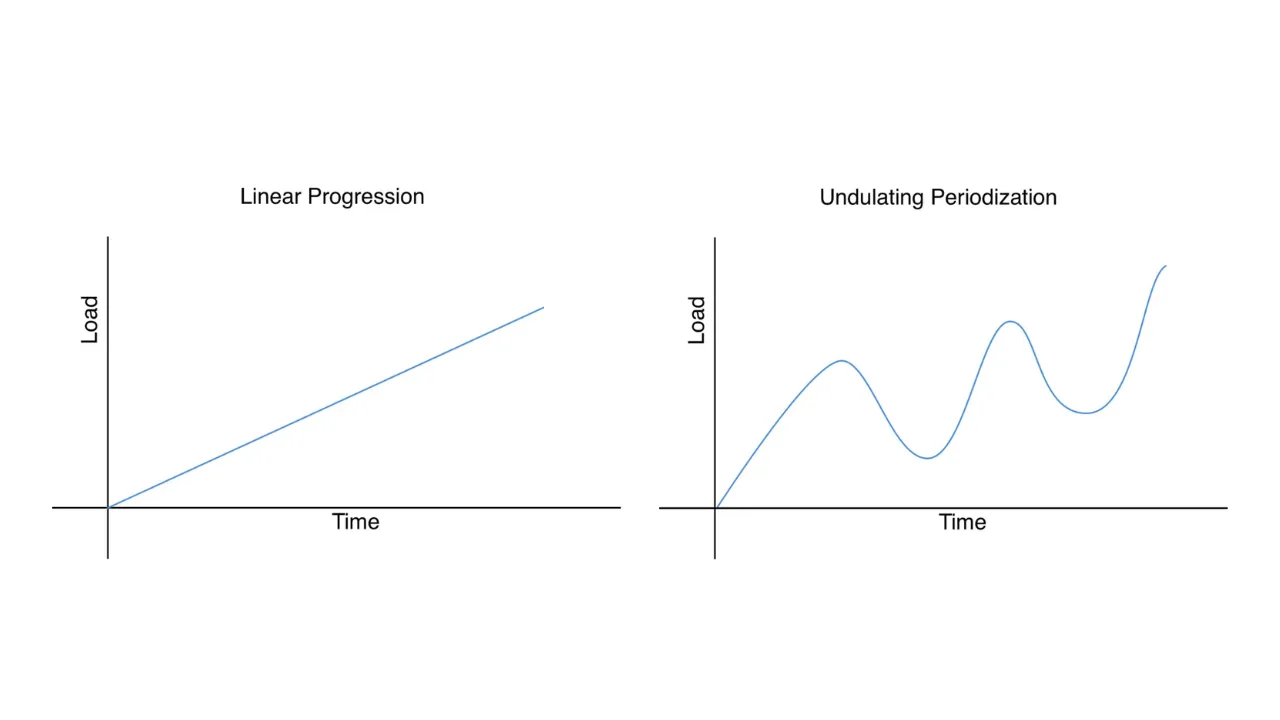 Linear vs. Undulating Periodization for Muscle Strength and Hypertrophy