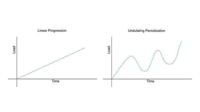 Linear vs. Undulating Periodization for Muscle Strength and Hypertrophy