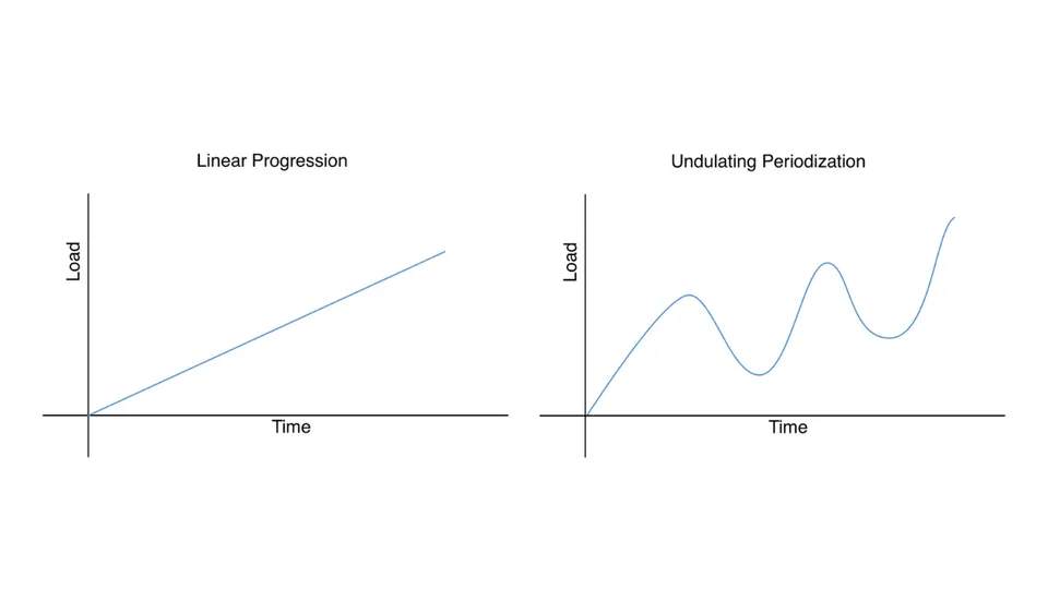 Linear vs. Undulating Periodization for Muscle Strength and Hypertrophy